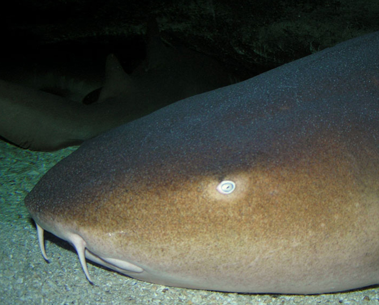 Nurse shark | Seaquarium