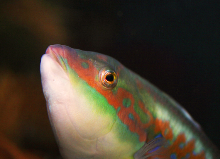 la girelle | Seaquarium