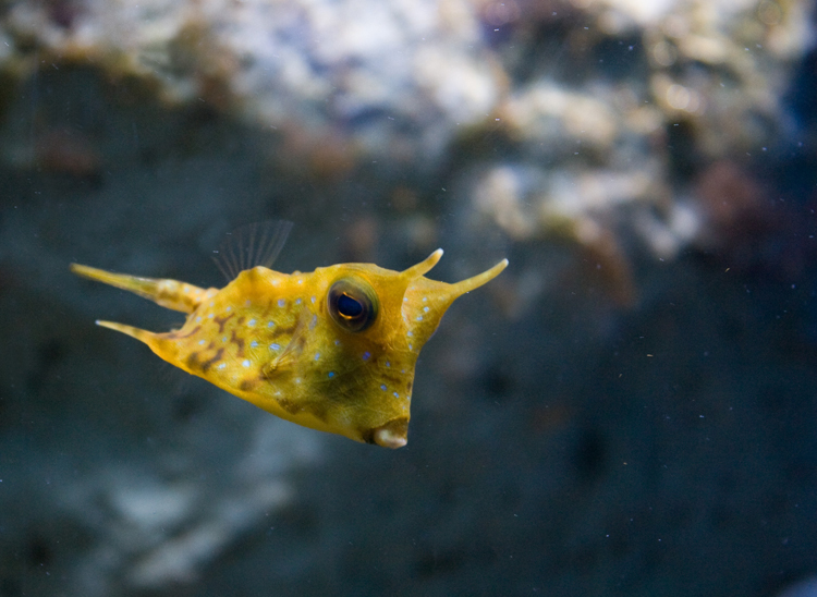 Longhorn cornfish | Seaquarium