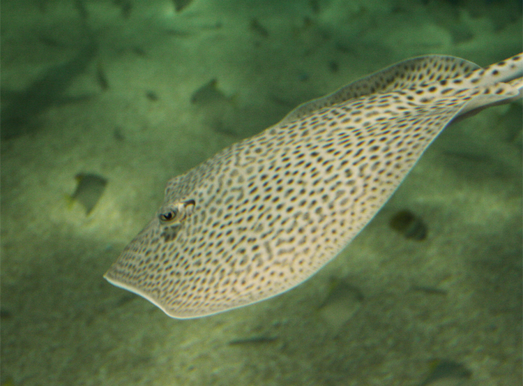Raie Pastenague Léopard | Seaquarium