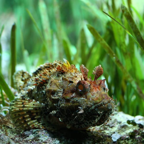 le chapon rascasse | Seaquarium