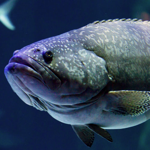 le mérou géant | Seaquarium