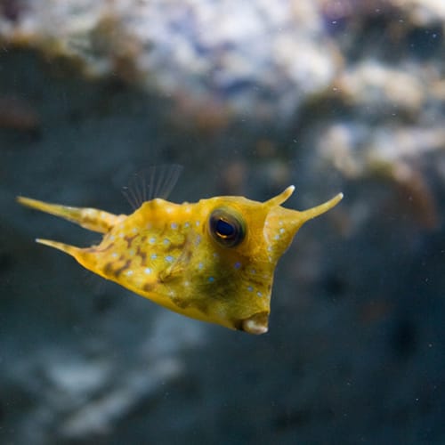 le poisson vache | Seaquarium