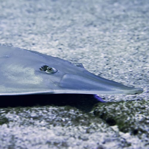 Raie guitare | Seaquarium