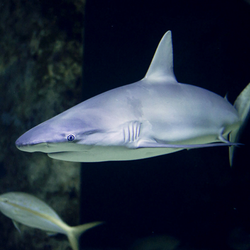 Requin gris de récif | Seaquarium
