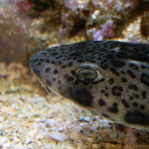 Grande Roussette | Seaquarium