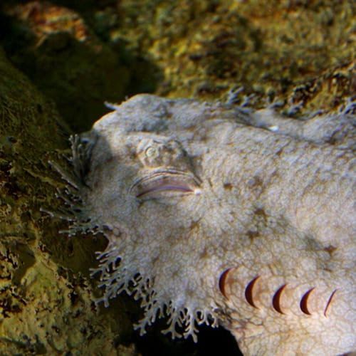 Requin tapis barbu | Seaquarium